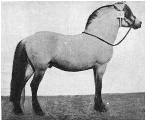 The Fjord Horse – Fjord Horse International